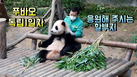 에버랜드 푸바오 독립 1일차 많은 분들이 걱정반 응원반 하셨는데 잘 적응하고 있는 푸바오 Youtube