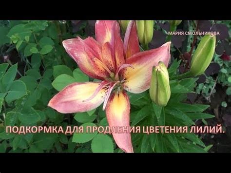 Подкормка для продления цветения лилий . - YouTube