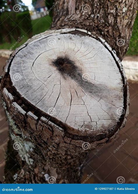 Bleeding Tree Stock Image Image Of Close Trunk Bleeding