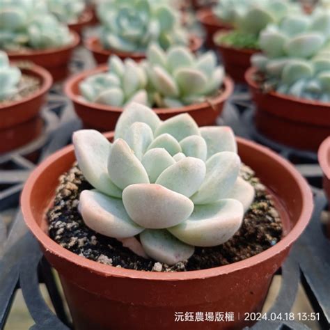 沅鈺農場 多肉植物 冰玉 綠冰 蝦皮購物