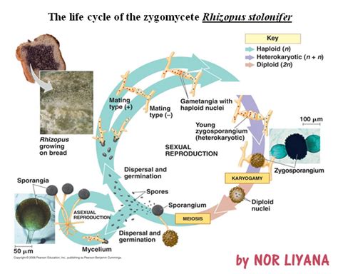 The Life Cycle Of Rhizopus Stolonifer By Sara Khalid
