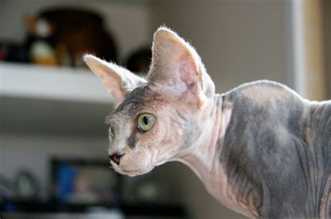 Sphynx Cat Photos Sphynx And Devon Rex Cats Auckland New Zealand