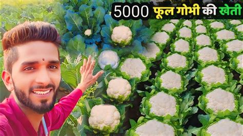 फूलगोभी की खेती Cauliflower 5000 Vlog Up 😃 Youtube