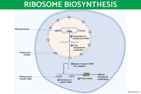 What Is The Nucleolus And Its Function Nucleolus In The Cell Cycle