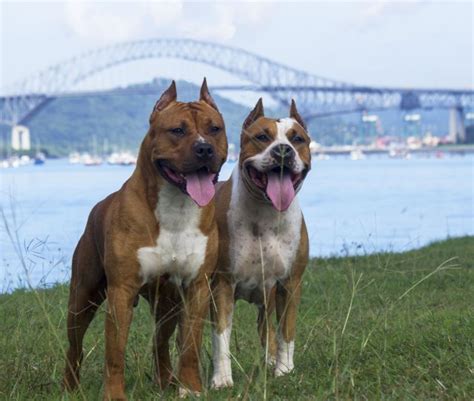 Muscular Dogs Top 10 Most Muscular Dog Breeds In The World