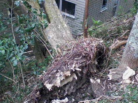 Emergency Tree Services Auckland Emergency Tree Services North Shore