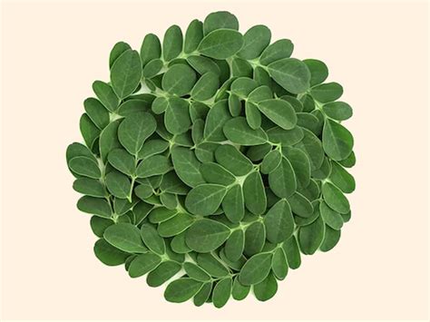 Sawan 2023 Add These 4 Things To Your House To Attract Prosperity Herzindagi