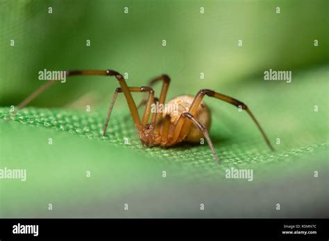 Pregnant House Spider