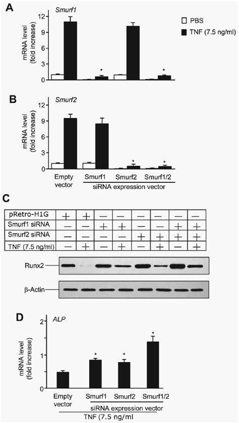 smurf1 or smurf2 sirna blocks tnf induced runx2 degradation download