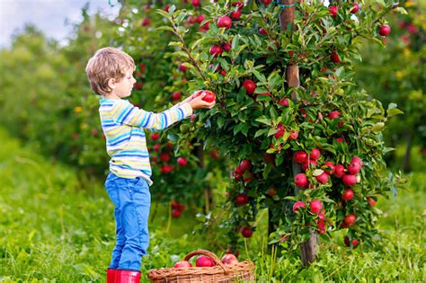 유기농 농장 가을 야외에서 빨간 사과를 따기와 먹는 활동적인 행복 금발 의 아이 소년 재미 작은 유치원 아이는 도움과 수확재미 가을에 대한 스톡 사진 및 기타 이미지