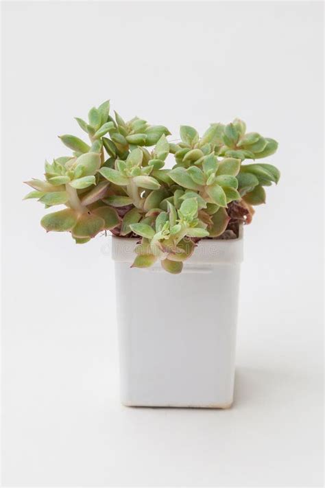 Echeveria Verde Suculenta Flor En Olla Sobre Fondo Blanco Foto De