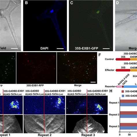 Li Jia Qu Professor Ph D Peking University Beijing Pku School Of Life Sciences
