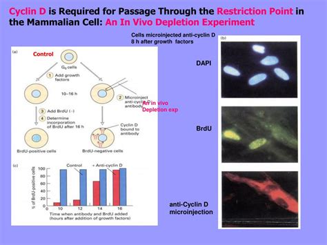 PPT Lectures 7 10 Cell Cycle Regulation And Cancer PowerPoint