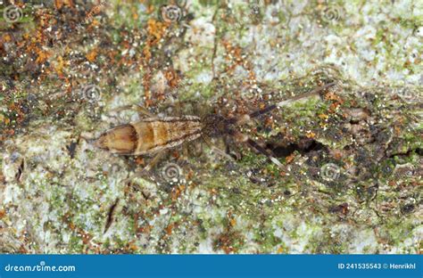 Springtail Macro Photo Stock Image Image Of Arthropoda 241535543