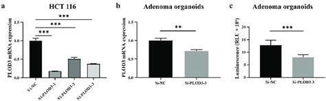 Plod3 Knockdown Reduces Viability Of Adenoma Organoids A Expression