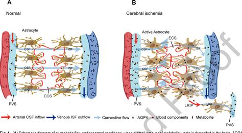 Figure 1 From Limb Remote Ischemic Postconditioning Improves Glymphatic Dysfunction After