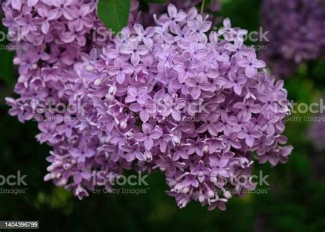 아름다운 피는 품종 선택 Syringa Vulgaris 봄 라일락 바이올렛 꽃의 클로즈업 추상적 인 부드러운 꽃 배경 0명에