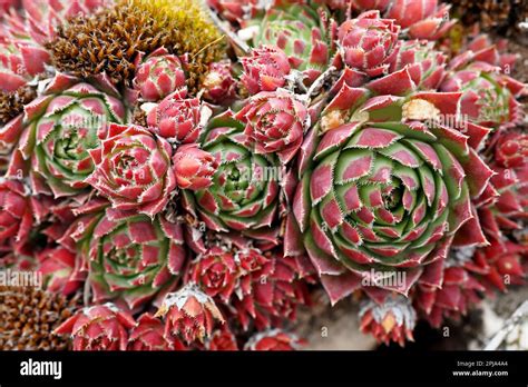 Colorful Sempervivum Succulent Plants At The Beginning Of Springtime They Are Commonly Known As