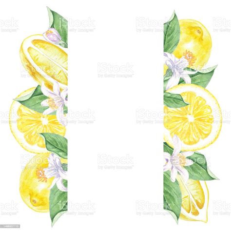 레몬의 수채화 프레임 휴일 결혼식 및 음식 디자인에 사용하기 위해 식물 스타일로 손으로 그린 슬라이스 감귤류 열대 과일의 배경은 패키지 카드 및 기타 디자인을 장식합니다