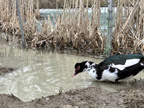 Effects Of Flooding On Crops And Livestock Countryside