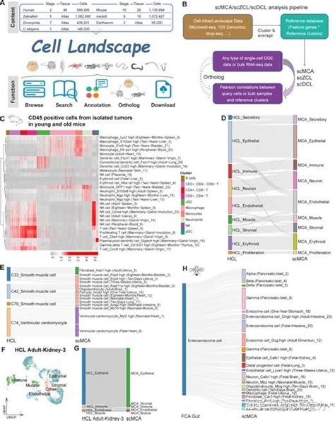 文献阅读 Construction Of A Cross Species Cell Landscape At Single Cell Level 知乎