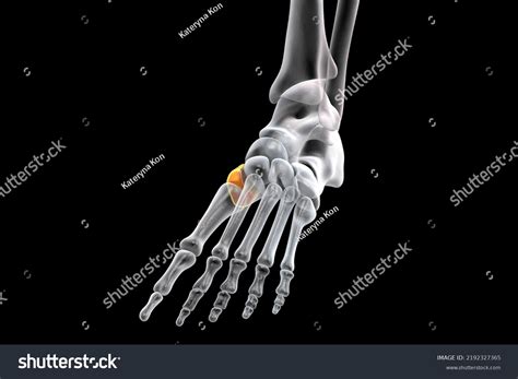 Medial First Cuneiform Bone Foot Largest 库存插图 2192327365 Shutterstock