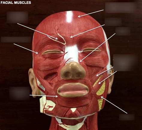 Facial Muscles Anterior Diagram Quizlet