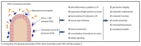 Pasteurized Akkermansia Muciniphila Supplementation Exploring