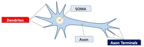 Bumjini Neuron In Neuroscience And Deep Learning