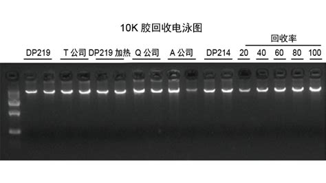 Dna Dp Dna Dna