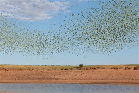 Budgies Swarm In Outback Australia As Wildlife Photographer Stands
