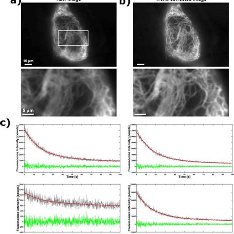 Application Of Whittaker Smoothing On Hela Cells Expressing
