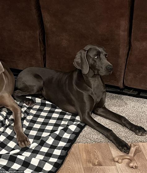 Idaho Cops Shoot Dead Two Fur Babies After Dogs Escaped Owners Yard