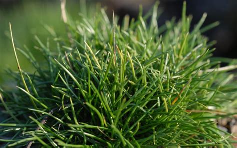 Festuca gautieri Pic Carlit Bärenfell Schwingel AllgäuStauden Bio