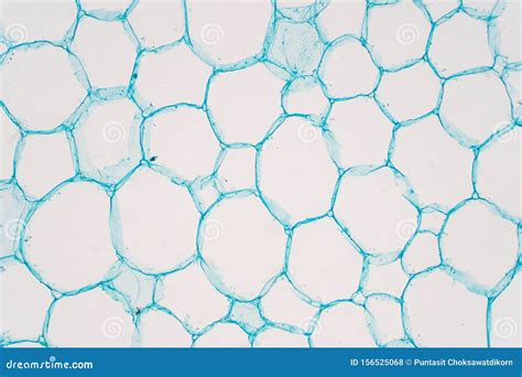 Cross Sections Of Plant Stem Under Microscope View Show Structure Of