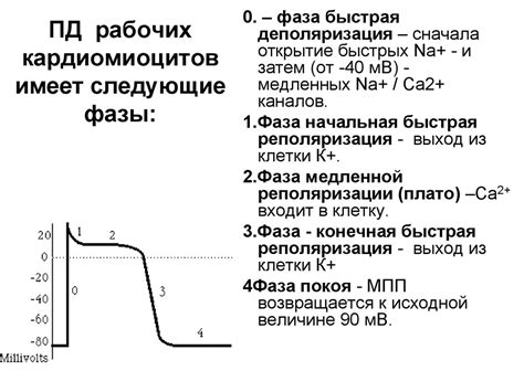Схема потенциала действия атипичного кардиомиоцита 93 фото