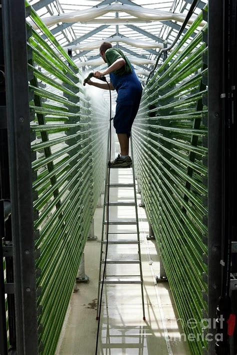 Microalgae Food Supplement Production Photograph By Pascal Goetgheluck