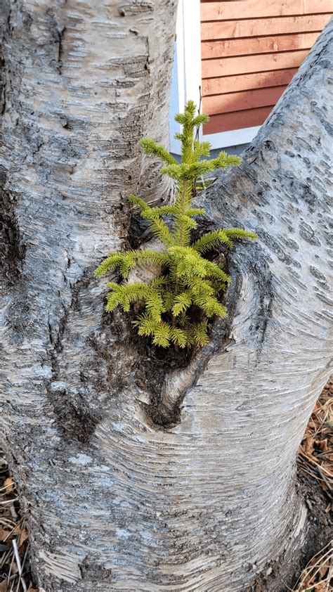 Somehow Both Phallic And Yonic Rnsfwplants