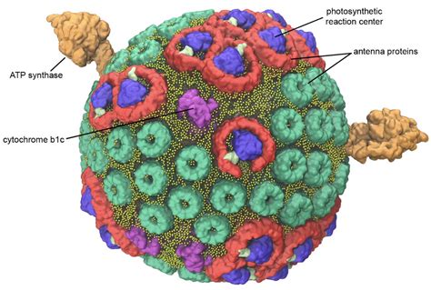 Is Powered By Atp Synthase