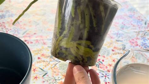 თქვენი ორქიდეა ულამაზესი ყვავილებით გაგახარებთ თუ ამ სასუქს იოლად მოამზადებთ და გამოიყენებთ