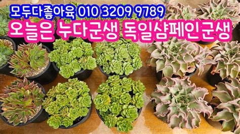 24825 🌸오늘은 누다군생 독일샴페인군생 마디바대품 포르테군생 핑크플로라 체리엠 윈디🌸 모두다좋아육 010 3209 9789 전국택배가능 유료광고포함 Youtube