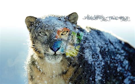 Snow Leopard Wallpaper HD Pictures WallpaperSet Snow Leopard Wallpaper HD Pictures WallpaperSet