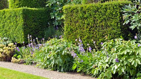 Best Hedging Plants 12 Choices For Creating Green Garden Boundaries Gardeningetc