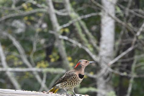 Female Northern Flicker Feederwatch