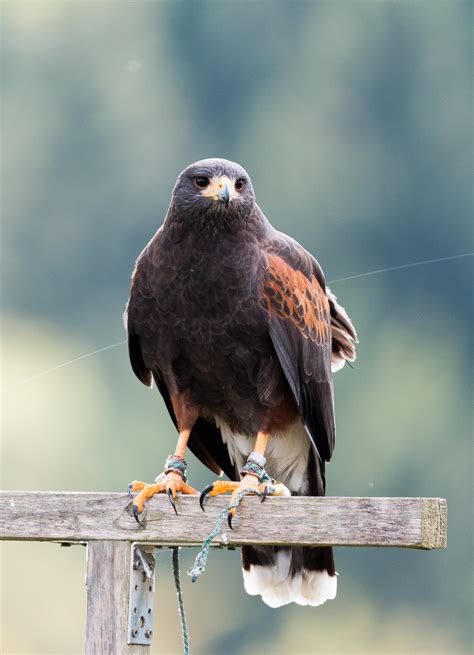 Free Images Nature Wing Fly Wildlife Beak Eagle Fauna Raptor