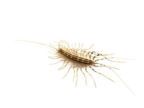 ゲジ Scutigeromorpha Picture Insect