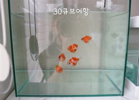 금붕어키우기 금붕어어항의 크기와 온도 수명 네이버 블로그