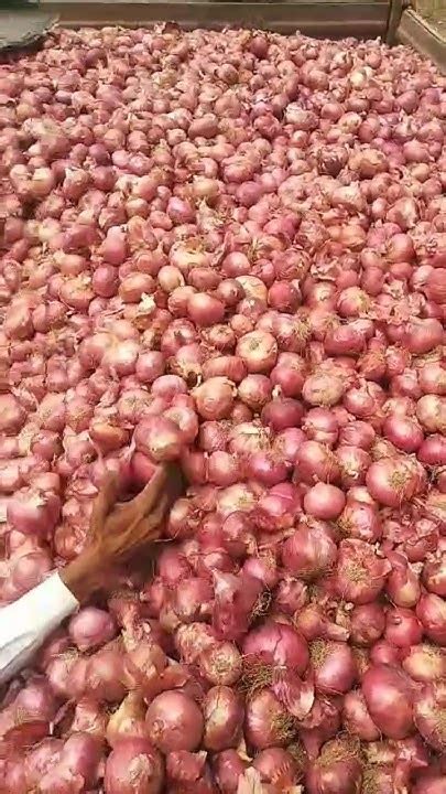 आजचे कांदा बाजार भाव २६०६२०२४ कांदा मार्केट कांदा बाजार भाव