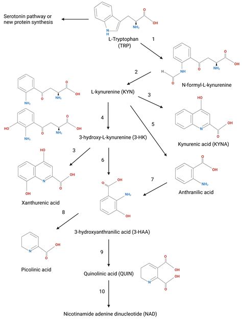 Single Nucleotide Polymorphisms Of Indoleamine 23 Dioxygenase 1
