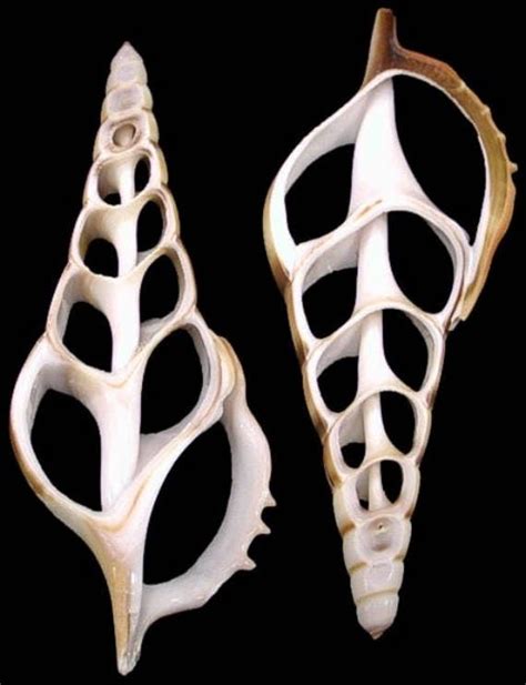 Tibia Curta Brown Center Cut Shells 2 Seashells Sea Shells
